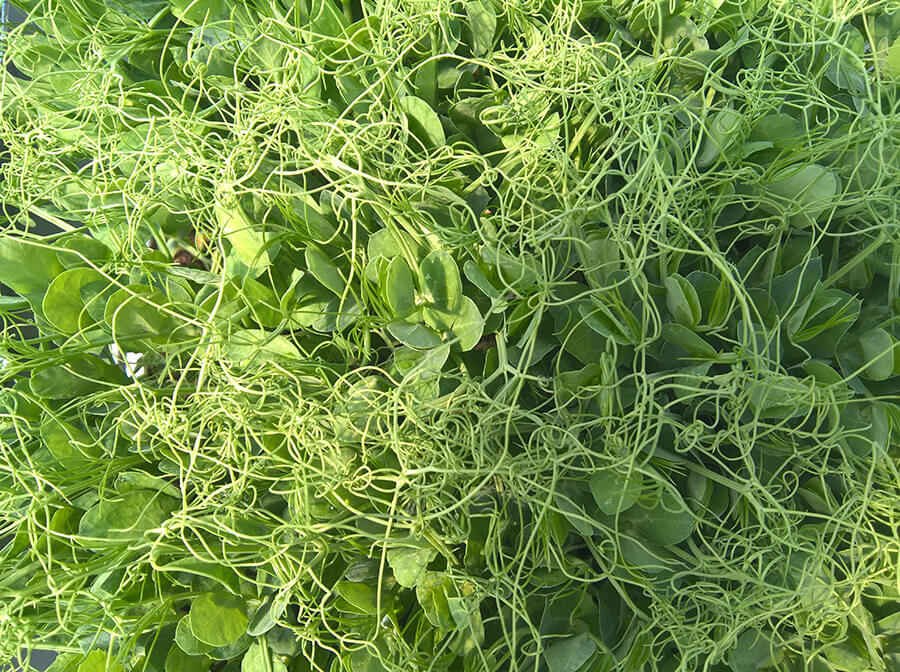 Borsó – Séf Kertje